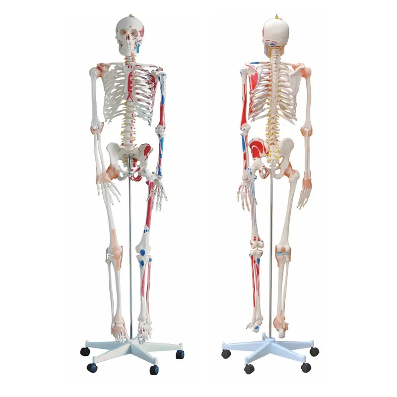 180cm Human Skeleton Model - Perfect for Medical Teaching