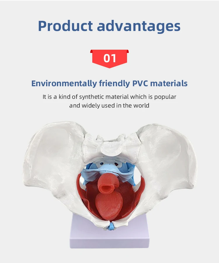 Female Pelvic Model with Female Pelvis Floor Muscle Human Organs ...