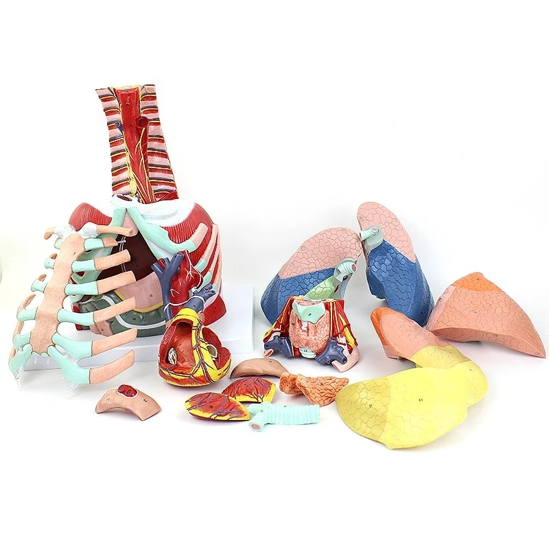 Thoracic Anatomy Model Osteochondral Muscles And Tendons Visceral ...