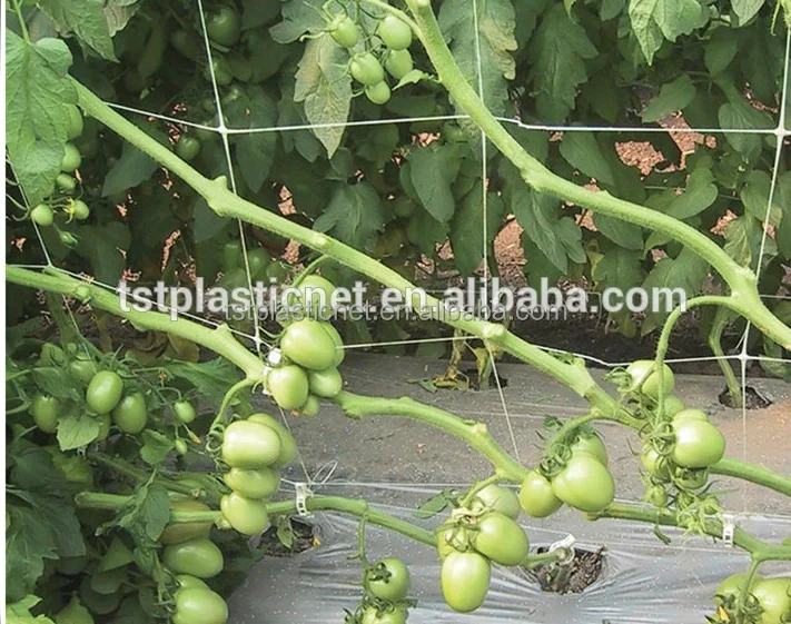 Tomato Support Mesh/climbing Net For Plan/scrog White Plant Support Net ...