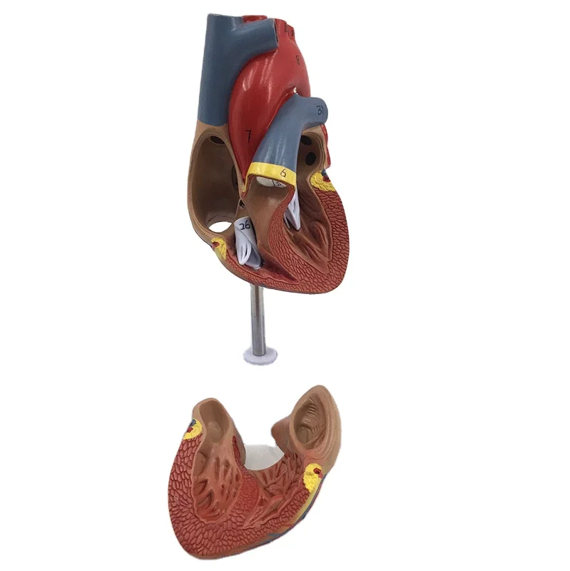 Detachable Life Size Human Heart Anatomy Model Heart Model For Medical ...