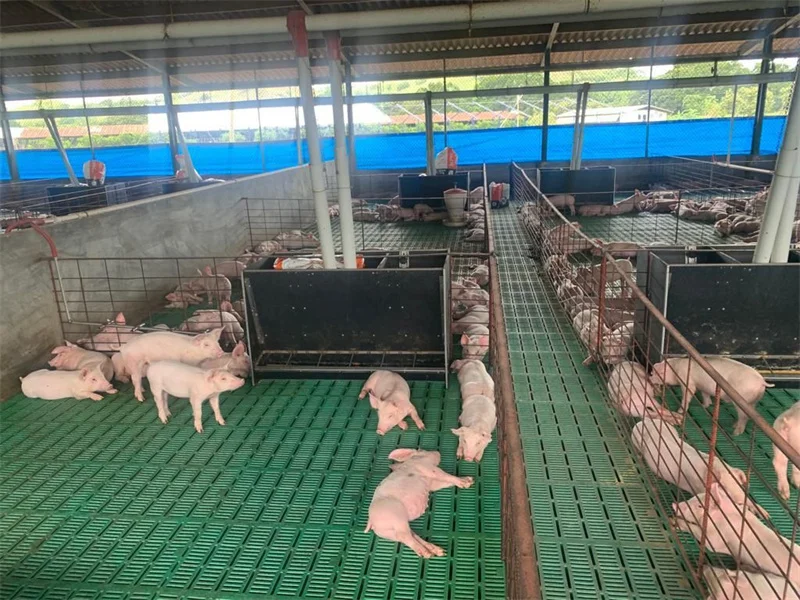 Best Price Pig Farming Weaning Pig Crates Nursery Cage