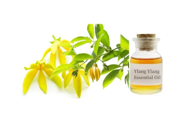 1000L Myrrh Essential Oil Distillation Machine - Efficient & Durable