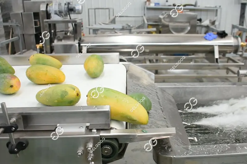 Efficient Dates Washing & Drying Line for Food Industry