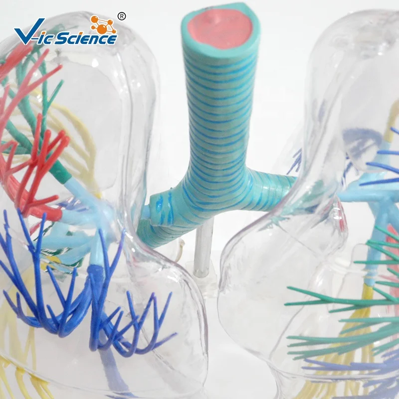 Model Of The Transparent Lung Segment Model Of Human Body Organs Lung ...