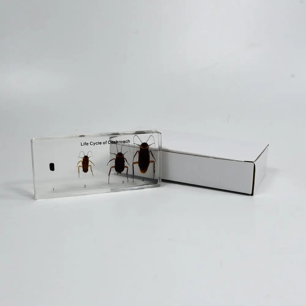 Real Insect Preserved Cockroach Life Cycle School Teaching Equipment 3d ...