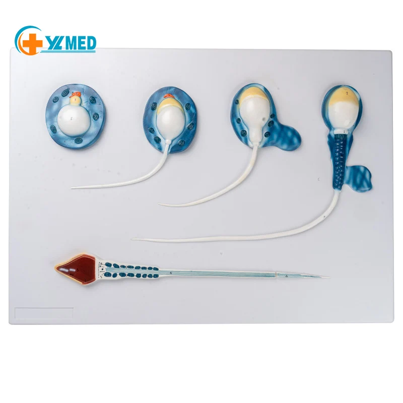 Medical Science Sperm Model Male Reproductive Model Family Planning ...
