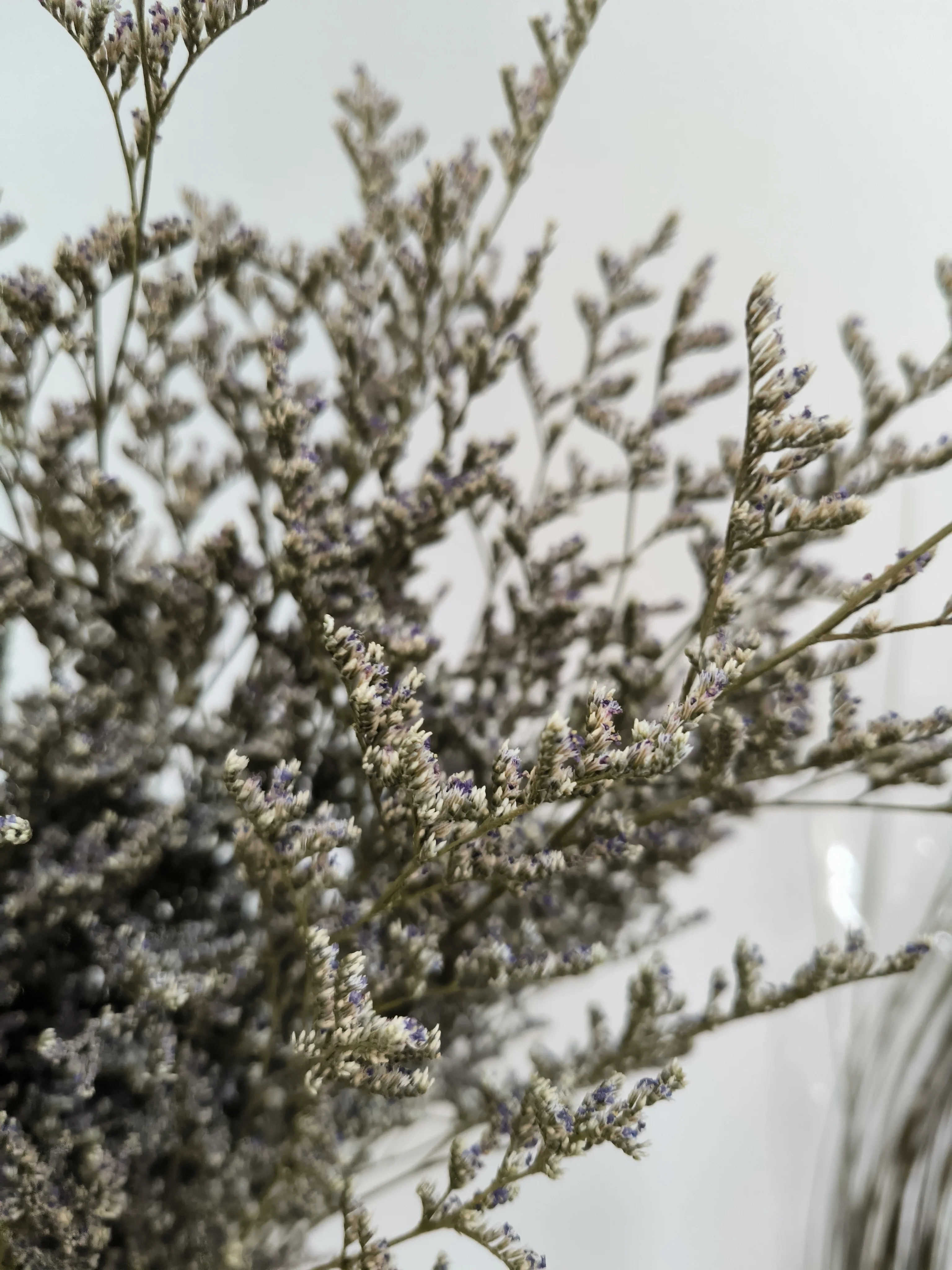 Wholesale Caspia Misty Limonium Preserved Flowers