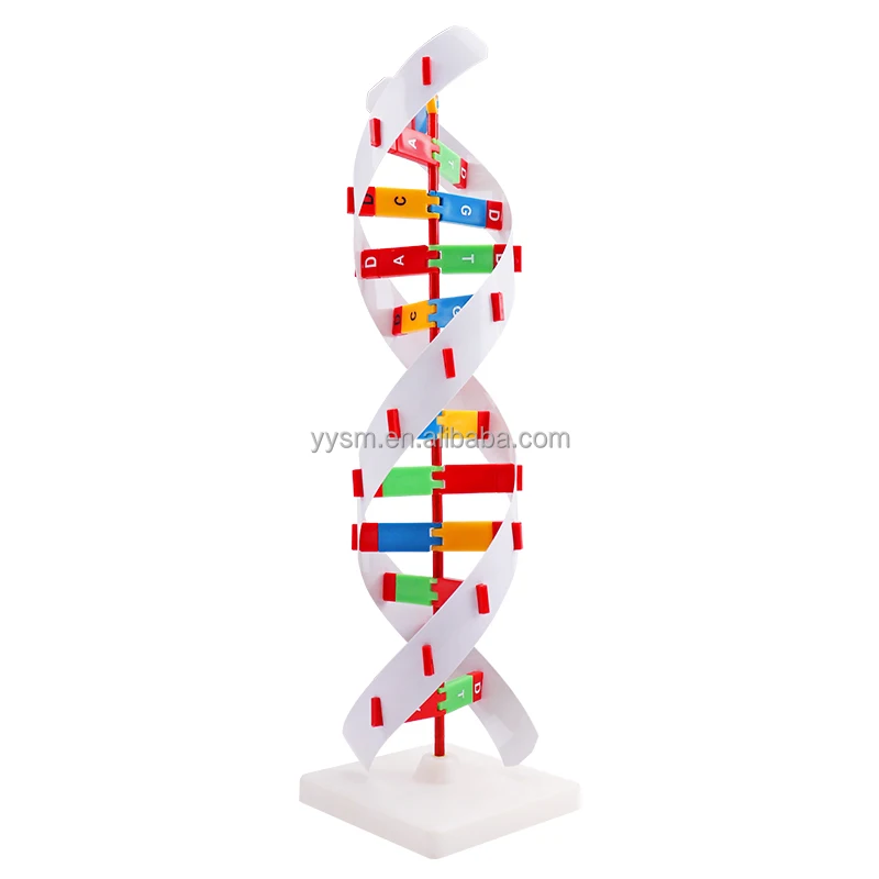 Dna Color Double Helix Educational Model Of Dna Structure Model - Buy ...