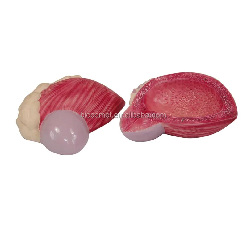 Expansion Model of Urinary Bladder simulator Hospital medical teaching ...