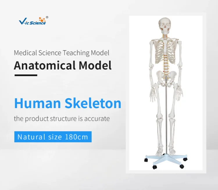 Medical Science Human Education Science 180cm Tall Life Size Skeleton ...