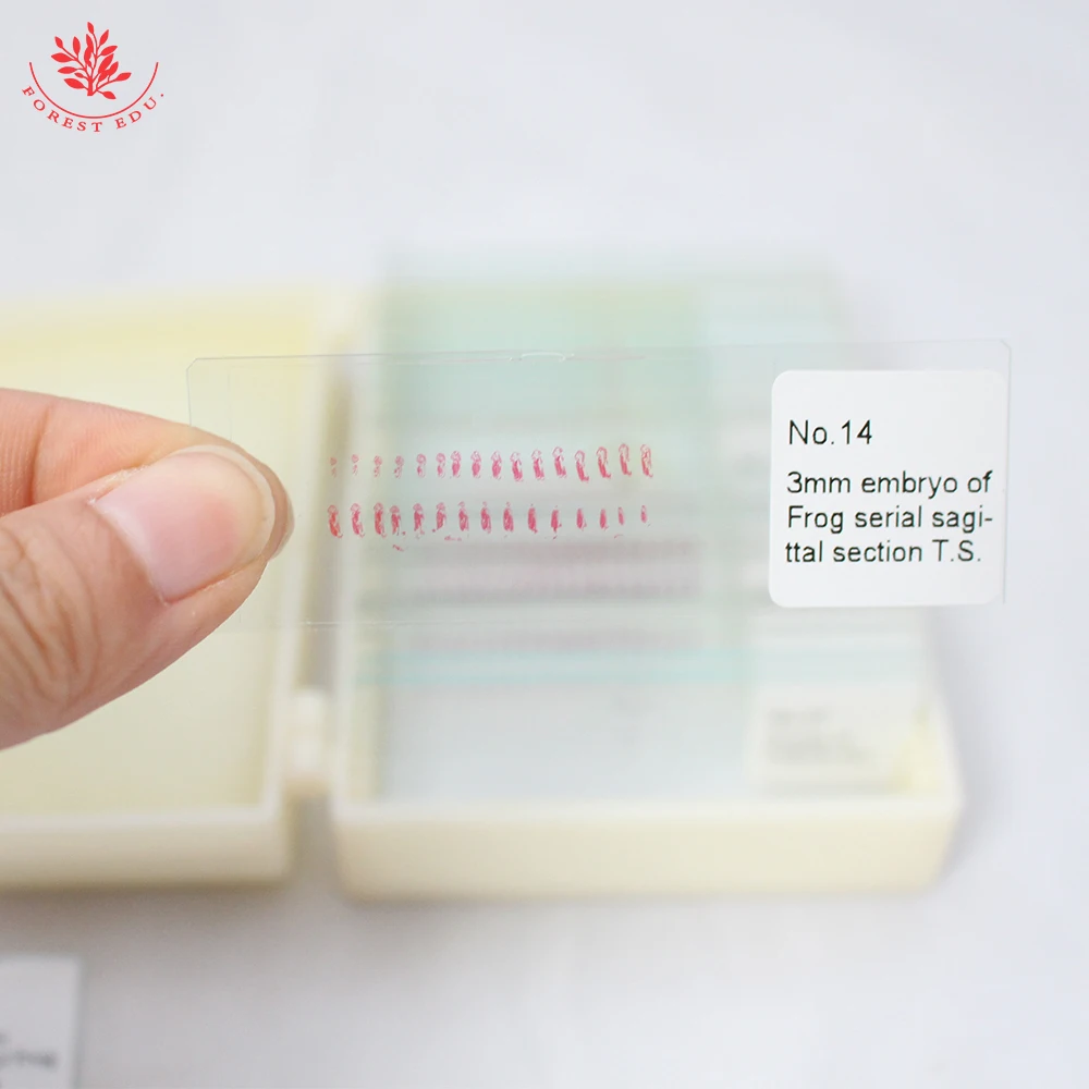 28 Prepared Microscope Slides Frog Embryo Microscope Prepared Teaching ...