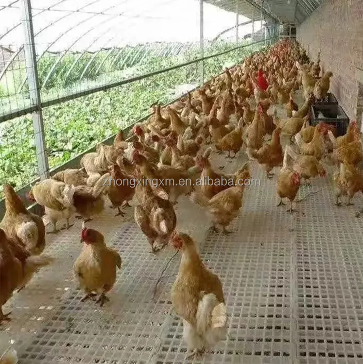 Broiler Chicken Farming Plastic Slat Floor - Durable & Customizable
