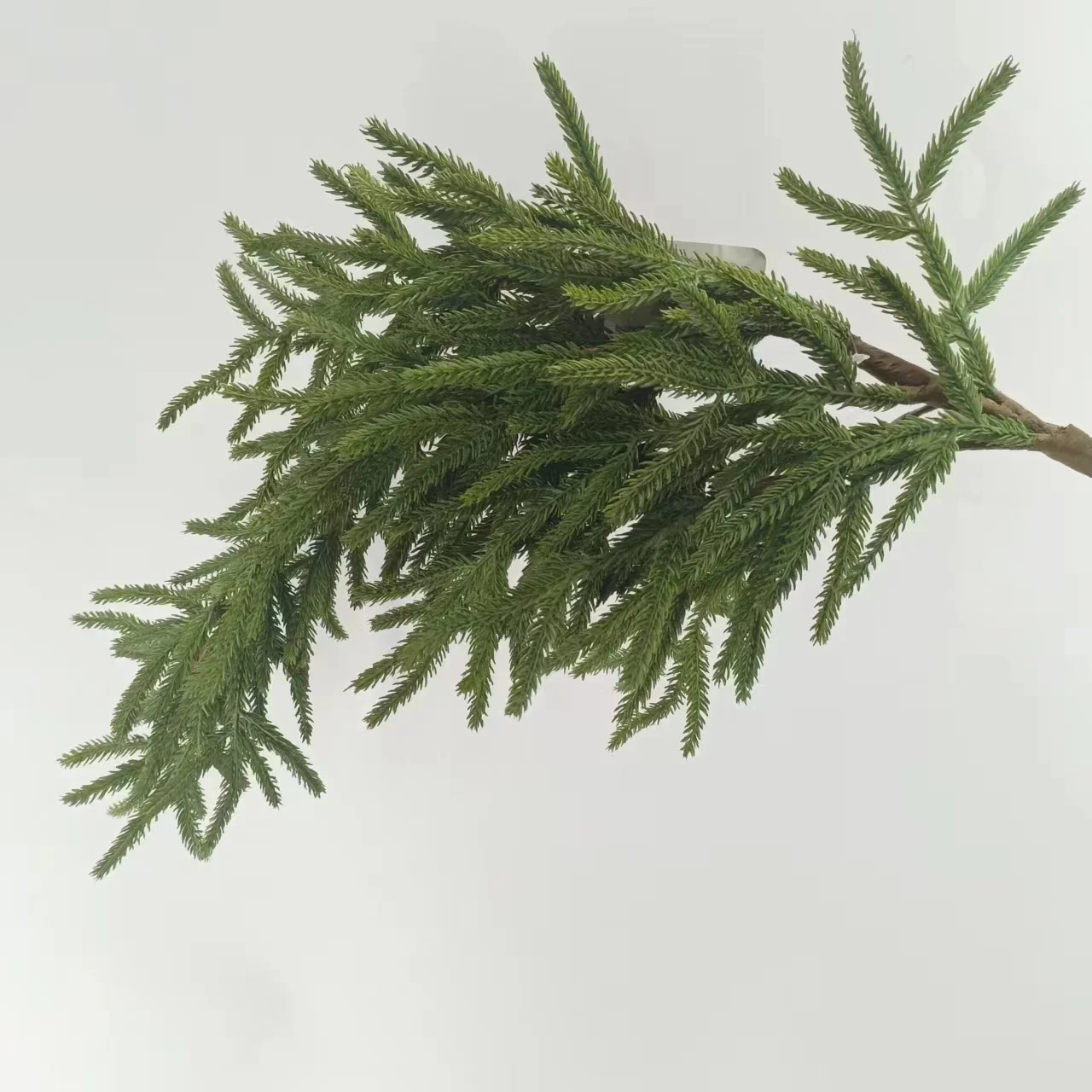 Wholesale Norfolk Pine Stems - Customizable Decor Solutions