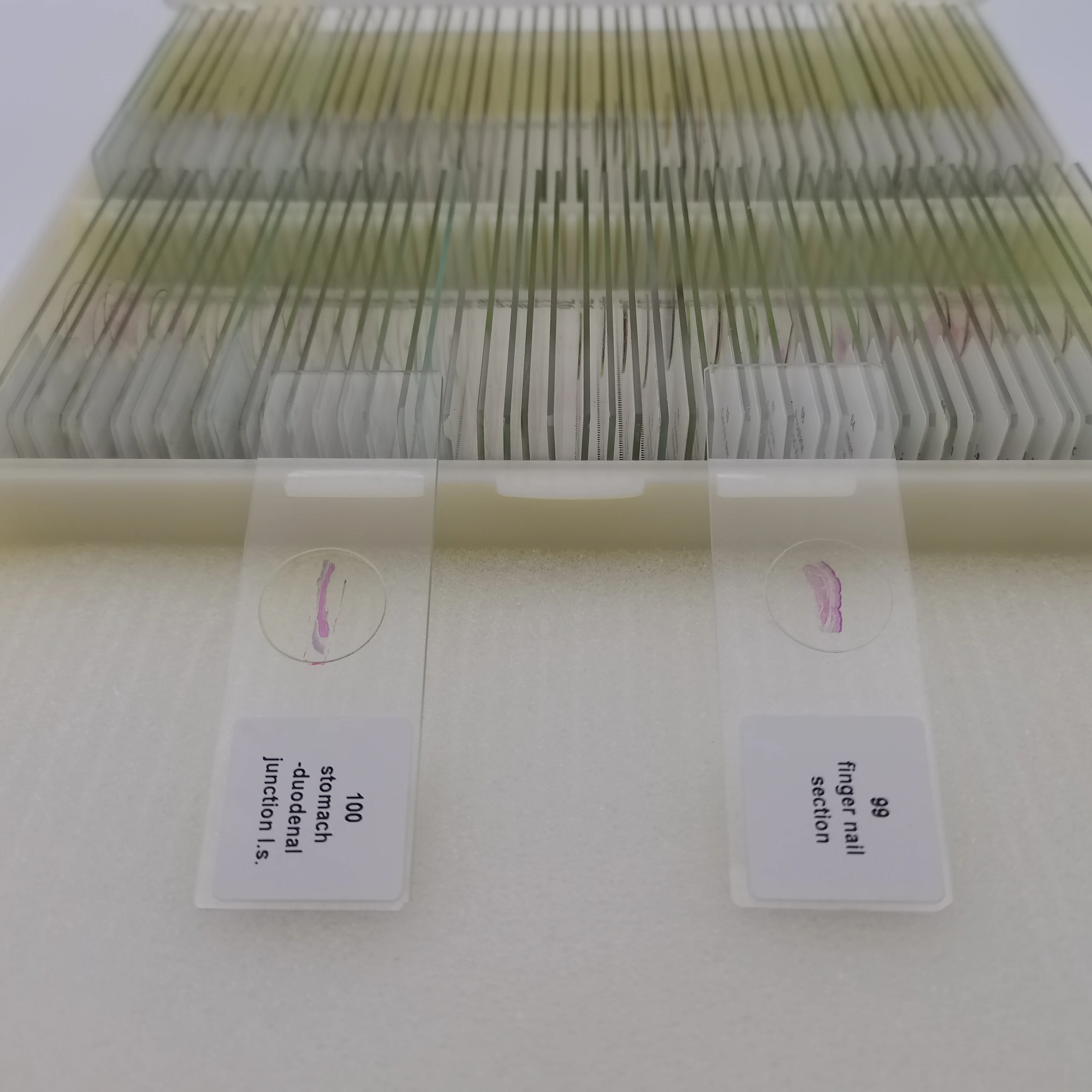 Microscope Accessories Prepared Slide Human Histology Prepared ...