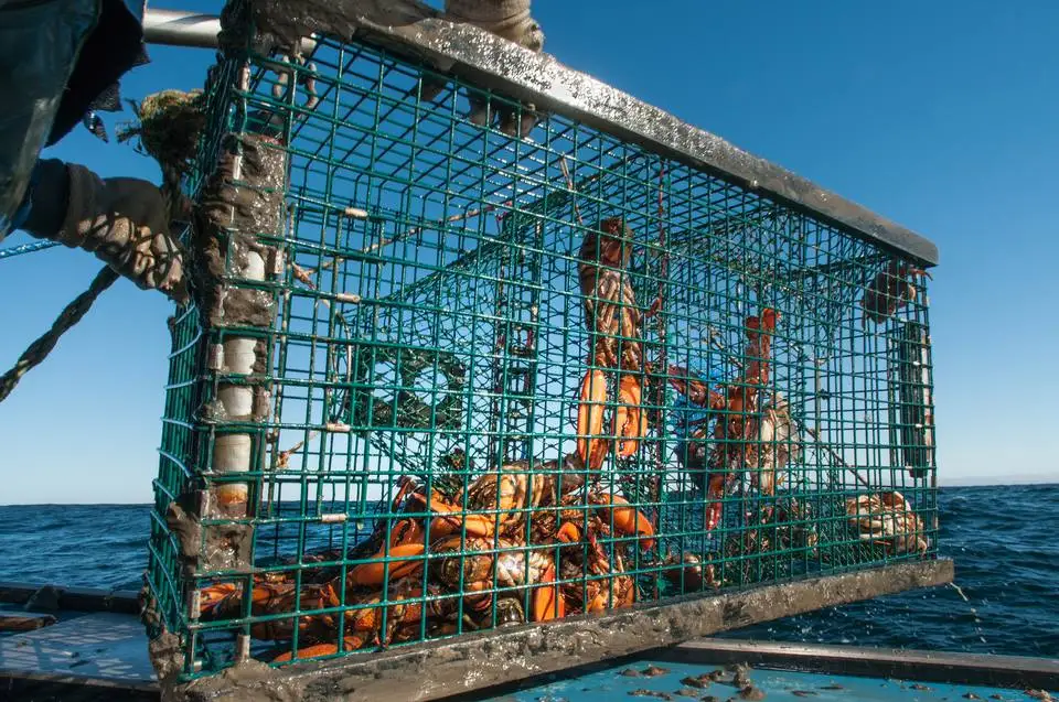 1.5 Inch Fish Crab Crawfish Trap - PVC Coated Welded Wire Mesh