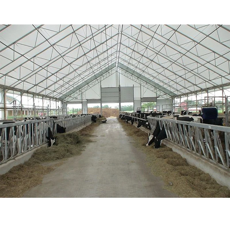 Prefabricated Dairy Cattle Farm Shed Cow Barns House Building Stable ...
