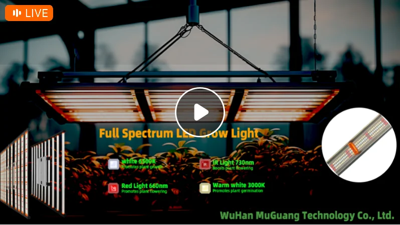 Full Spectrum LED Grow Lights Product Show Stream 2024 - Alibaba.com