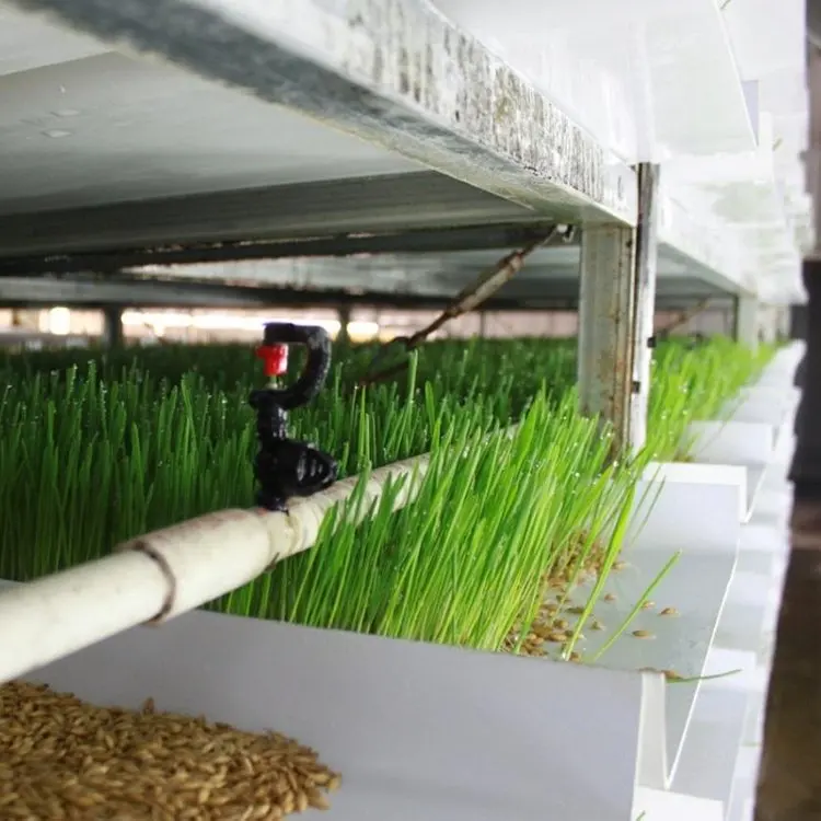 Hydroponic Growing Automated Fodder Hydroponics Sprout Hydroponic ...