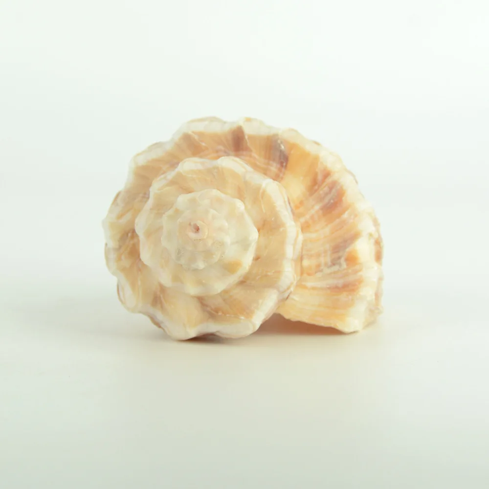 Natural Seashell Conch Shell For Sale Home Decoration And Jewelry ...