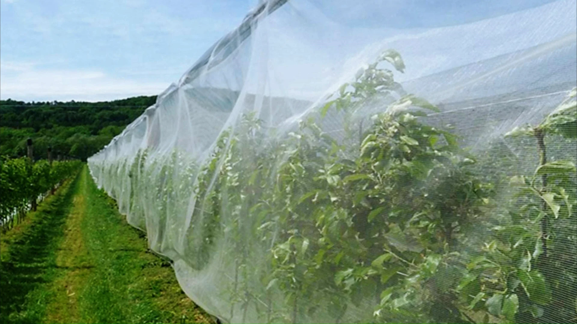 Insect Netting Protection Plant Cover Garden Greenhouse With Garden ...
