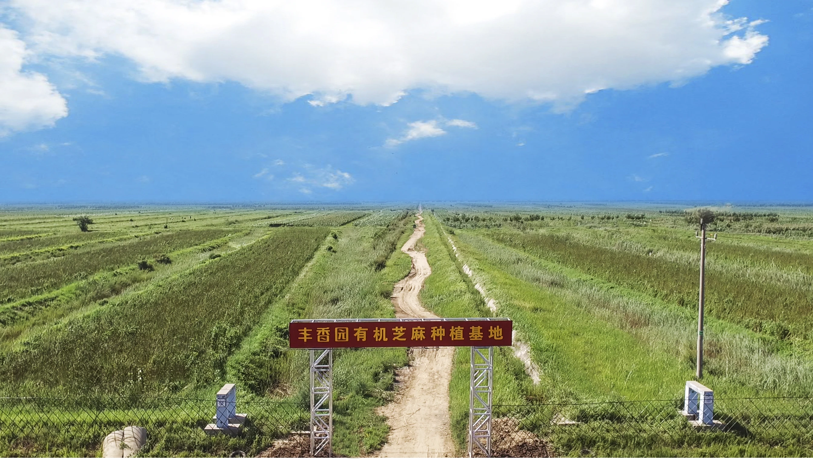 1kg White Sesame Premium Roasted White Sesame Seed - Buy Roasted Sesame ...