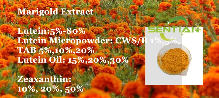 Plant Extract Marigold Flower Extract Lutein 20% xanthophyll lutein ...