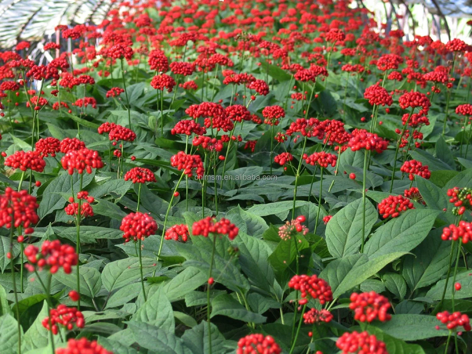 Tope Grade Red Ginseng Powder Organic Red Panax Ginseng Powder Best Red ...