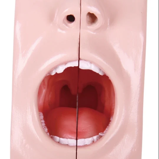 Human Oral Cavity Model - Buy Oral Cavity Model human Model Product on ...