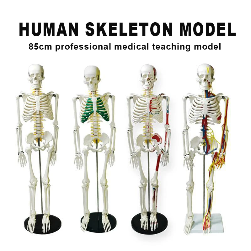 Medical Science Teaching Resources 85cm Human Anatomic Skeleton Model ...