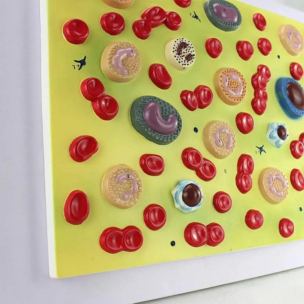 Human Medical Science Blood Cell Model Anatomical Display for Research ...