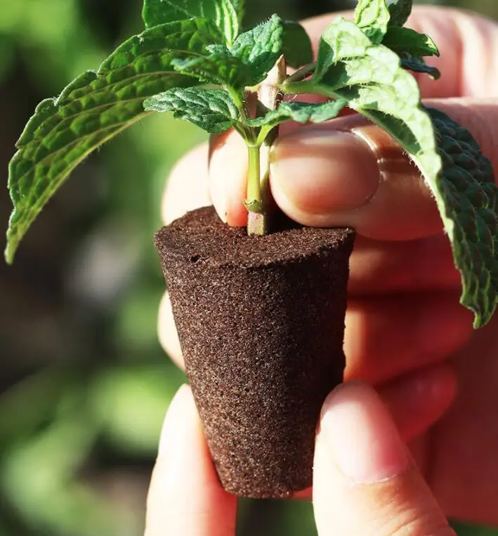 Garden Grow Sponges - Efficient Starter Plugs for Seeds