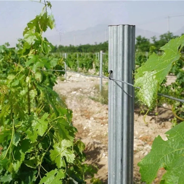 Galvanized Post/galvanized Metal Vineyards Trellis Post/galvanized ...