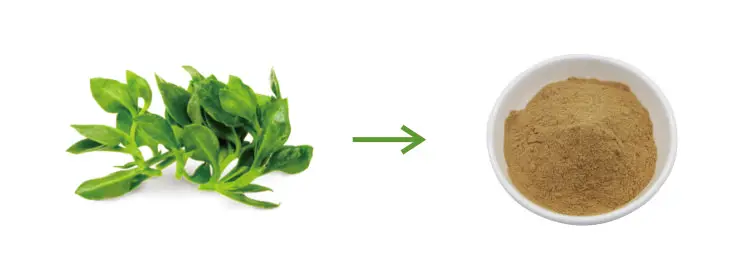 Wholesale Pure Andrographis Paniculata Extract 10% Andrographolide ...