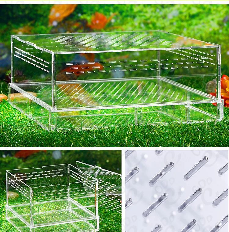 Transparent Acrylic Display Solid Pattern Insect Box Live Worm Plastic ...