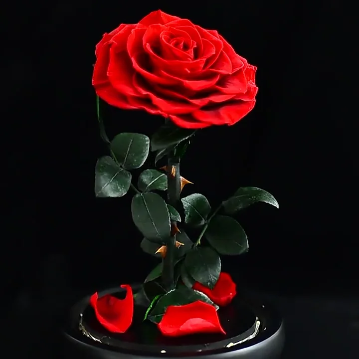 Bernudi Valentines Mother Day Eternal Rose Preserved Rose Flowers In A ...