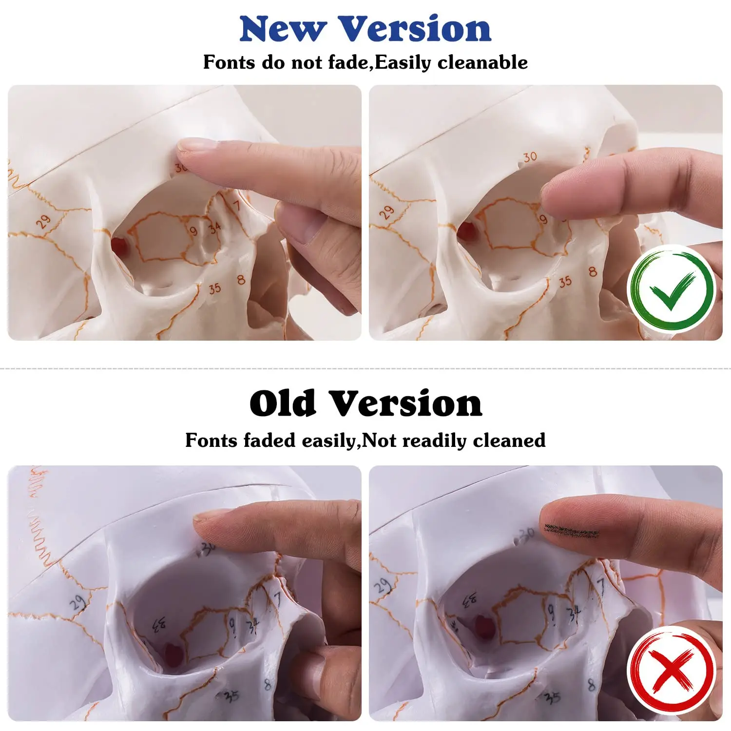 Life Size 3-Parts Numbered Skull Model - Yulin Medical Science