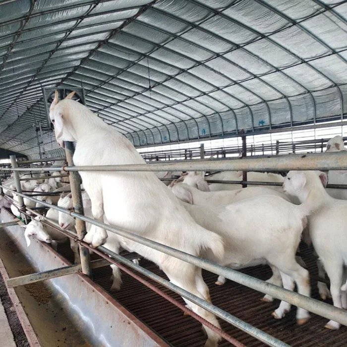 High Quality Prefabricated Farm Shed Prefab Cow Animal Livestock Sheep ...
