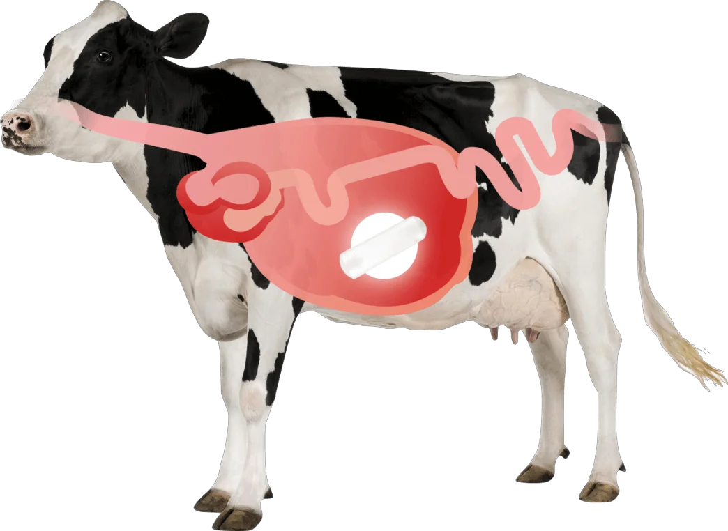 Alibaba.com: LoRaWAN-based smart rumen bolus for cattle, tracks and ...