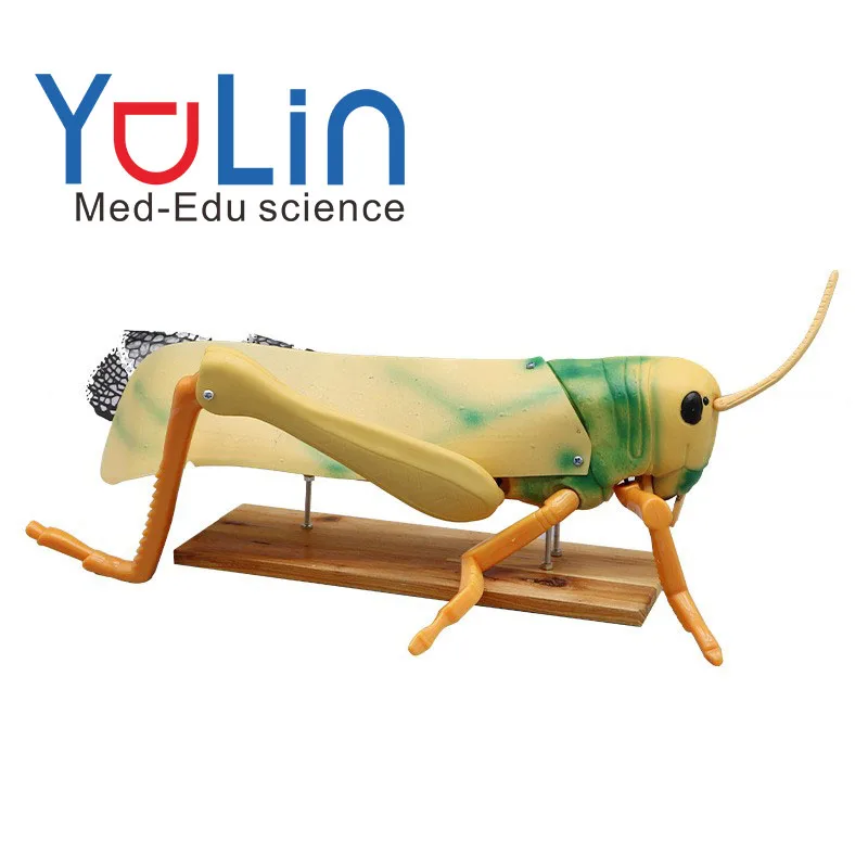 Model Science Toys for Kidszoo Animals Insect Specimen Biology Locust ...