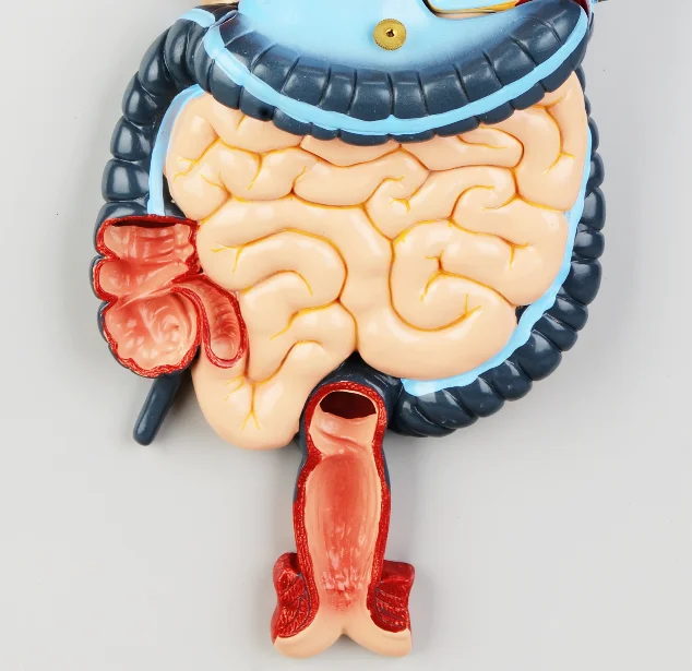 Teaching Model of Human Digestive System - Stomach Anatomy