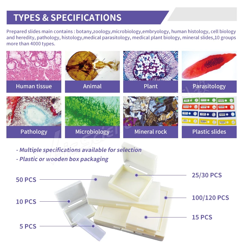 Onion Anther Meiosis 12pcs Microscope Prepared Botany Slides| Alibaba.com