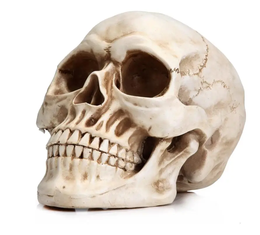 Polyresin Skull Life Size Human Skull Model 1:1 Replica Realistic Human ...