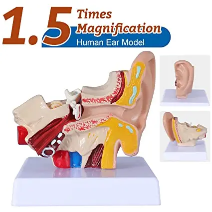 Human Ear Model Anatomy - Enlarged 3D Ear Model for Training
