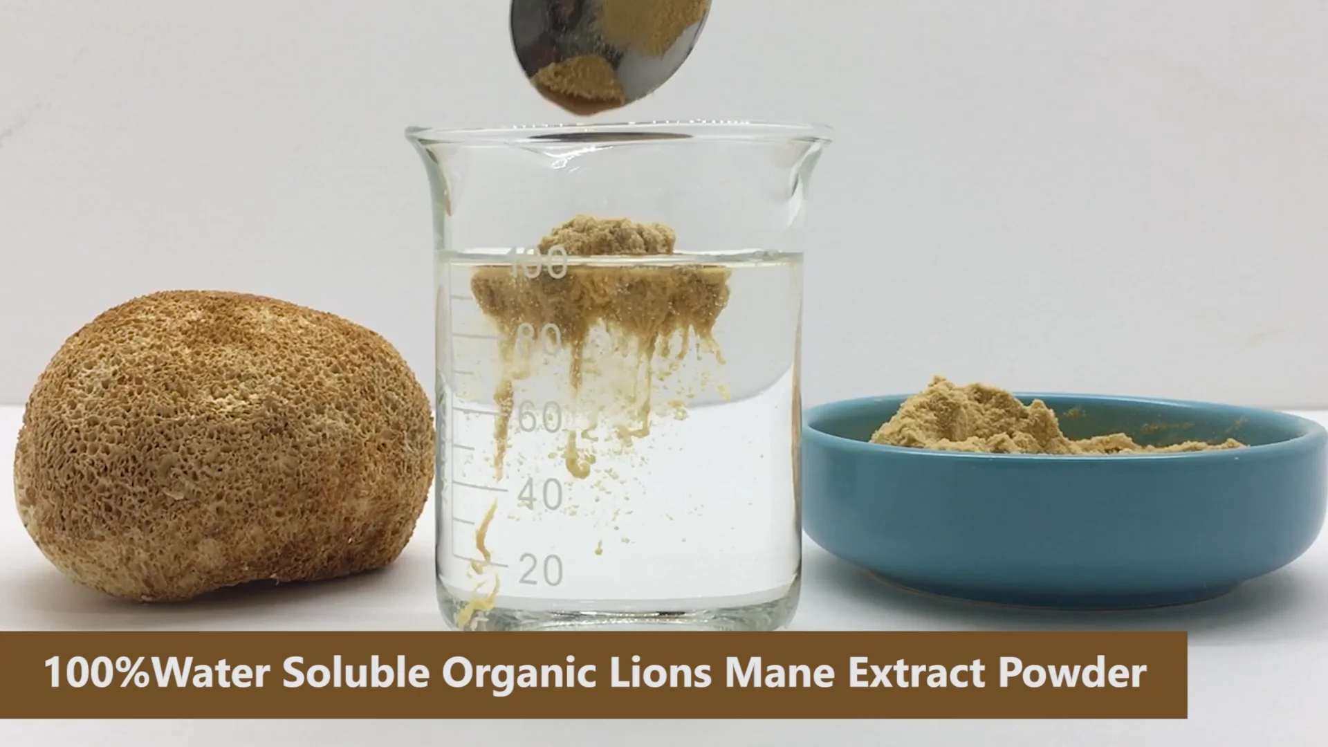 Organic Hericium Erinaceus/lion's Mane Mushroom Powder - Buy Lion Mane ...