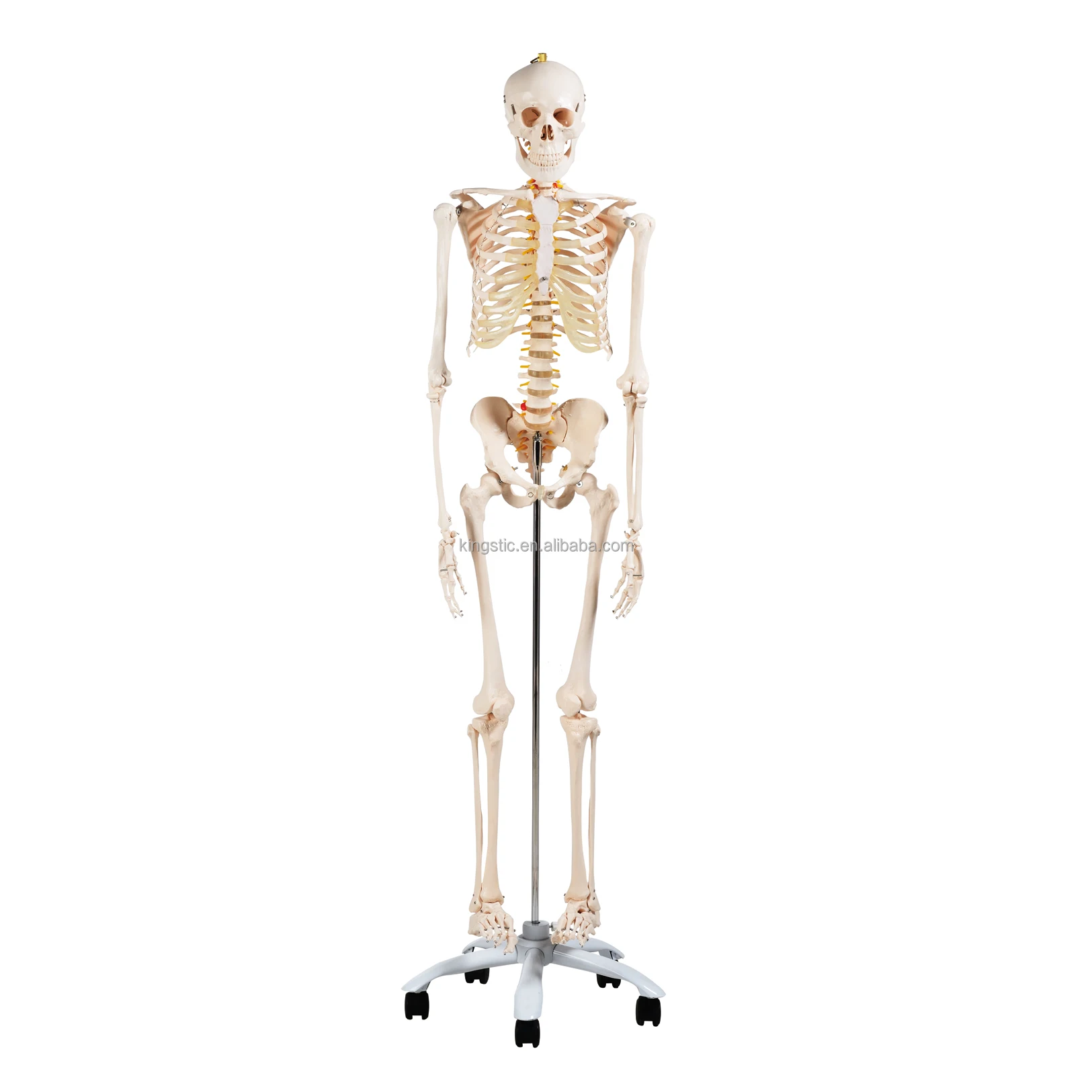 CBM-001A Human Plastic Skeleton Model 180cm for Sale