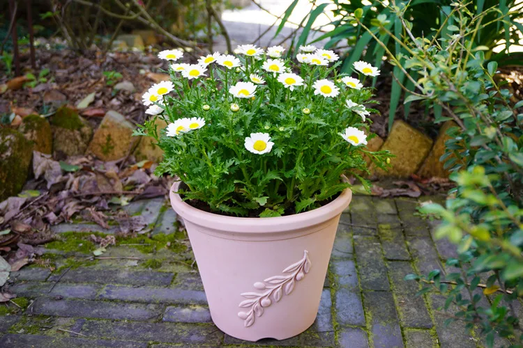 Plastic Gamle Design: Elegant Flower Pots for Indoor Gardens
