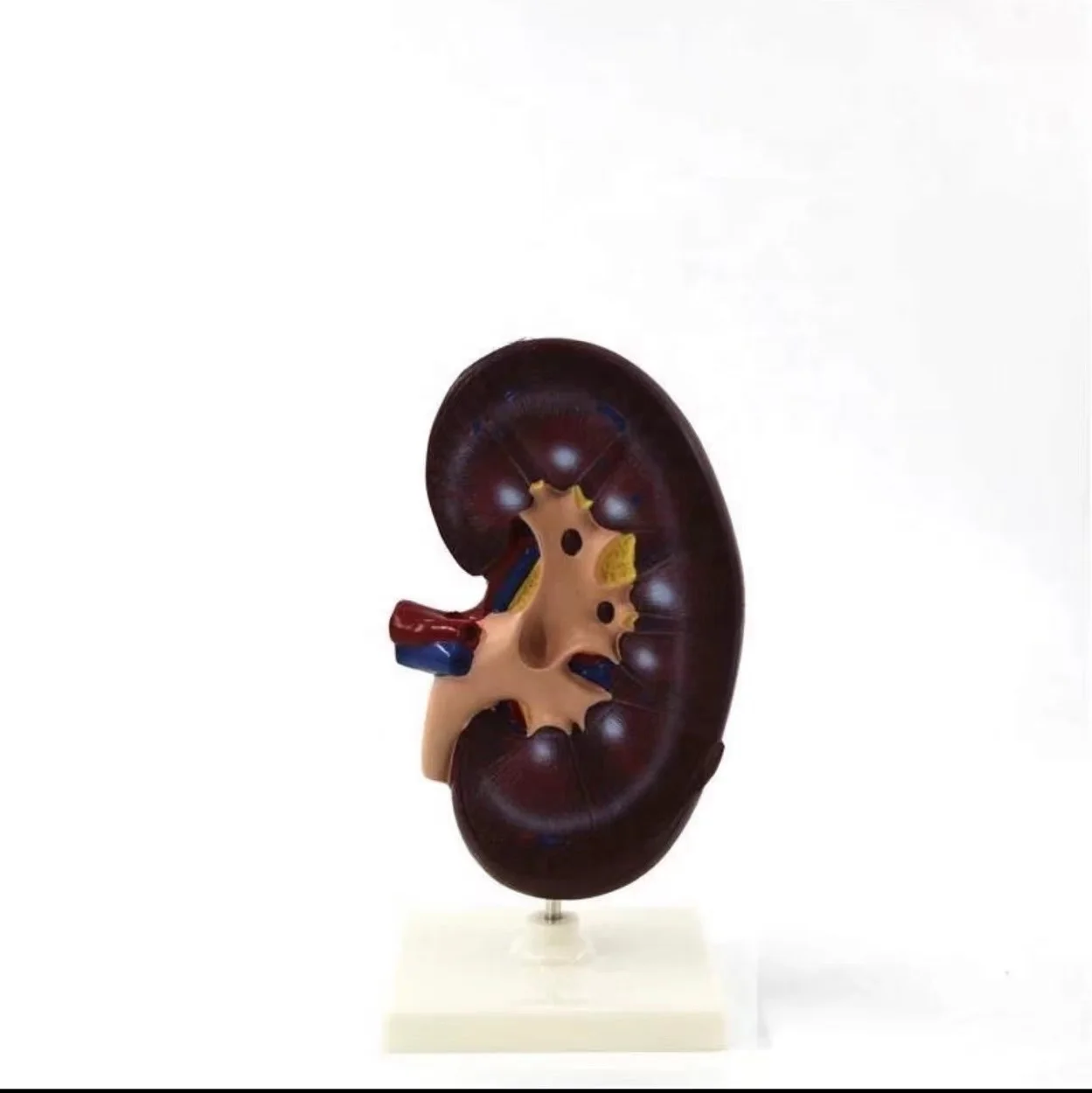 3d Human Kidney Model - Buy Educational Human Kidney Anatomical Model ...