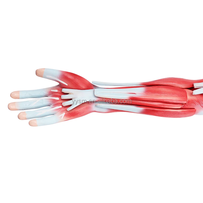 Human Superior Limbs Muscle Anatomy Model Medical Teaching 3D Muscle ...