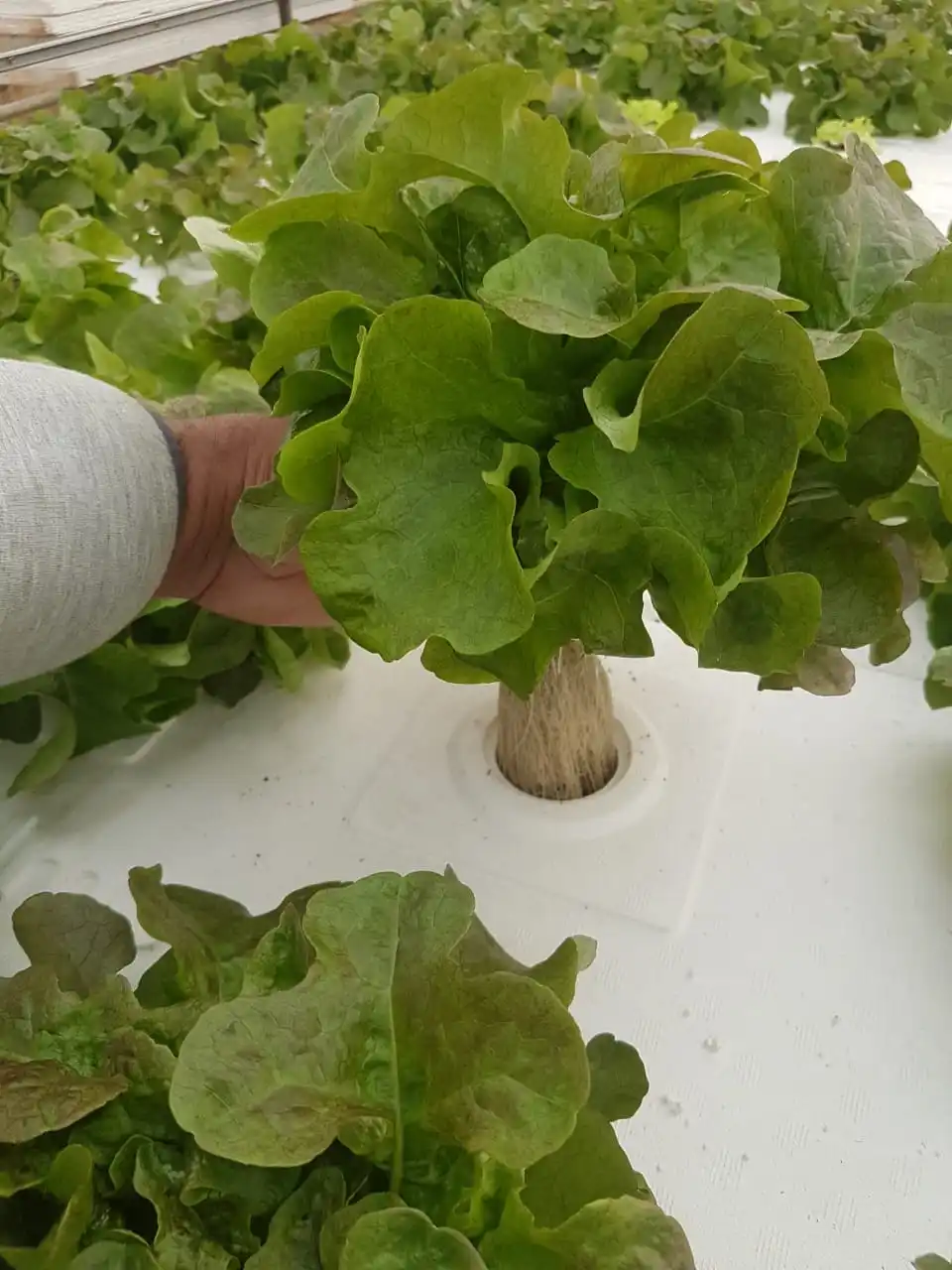 Customized Density 40kg / M3 Xps Floating Rafts Foam Board Hydroponic ...